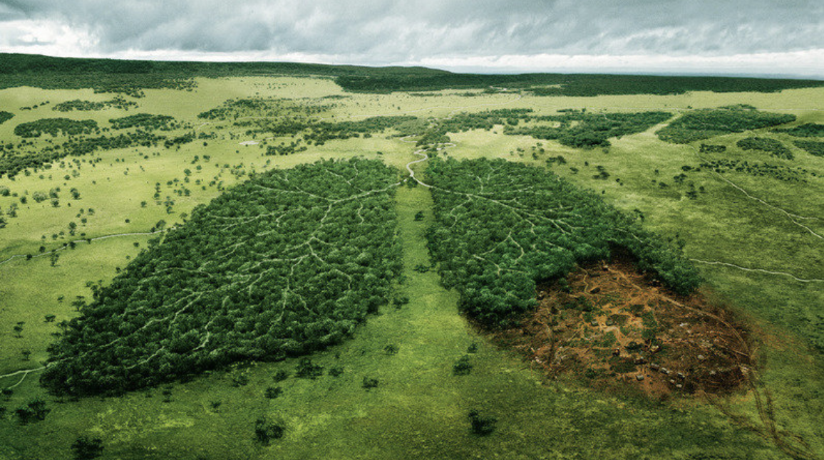 Carbon Dioxide & Deforestation - Climate Transform