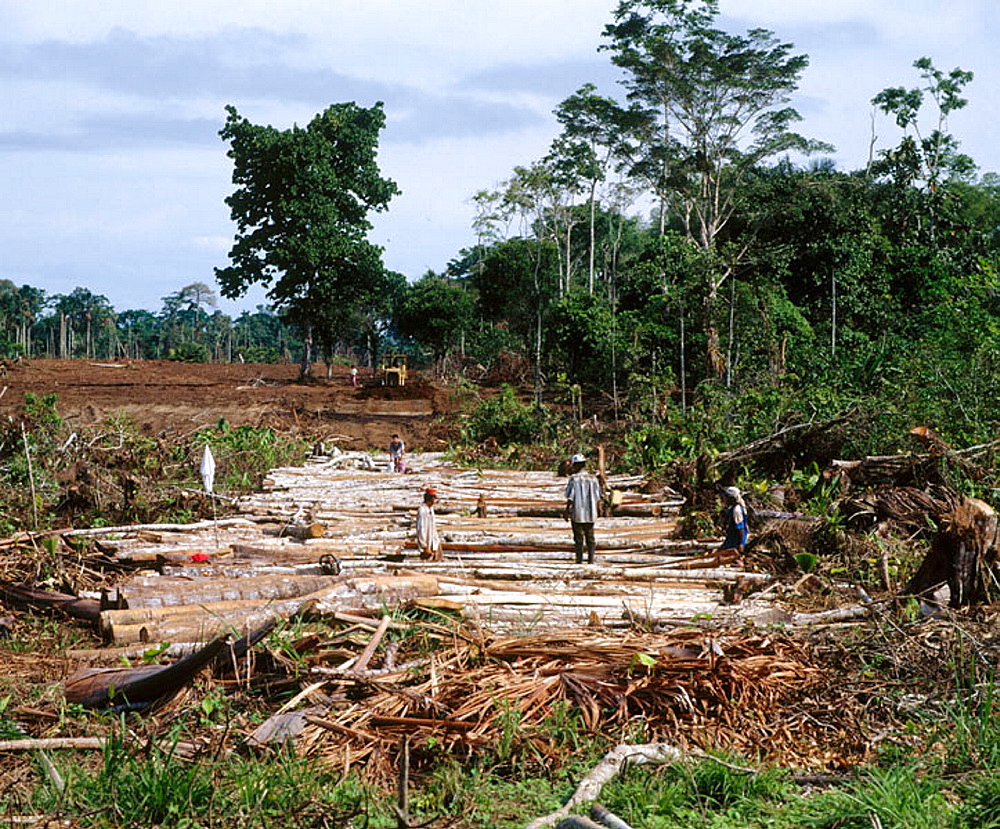 12 Deforestation Statistics You Should Know - Climate Transform