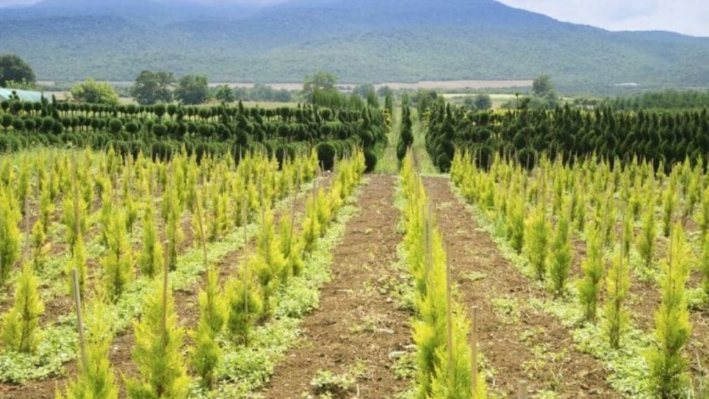 Best global tree planting initiatives - Climate Transform