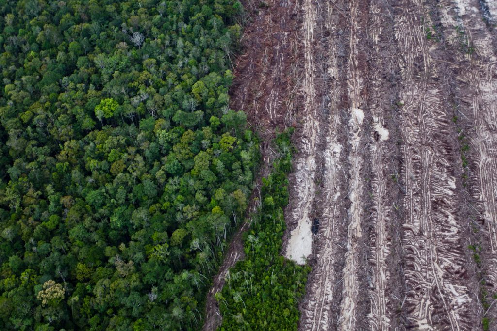 Deforestation Carbon Emissions: What’s the link? - Climate Transform