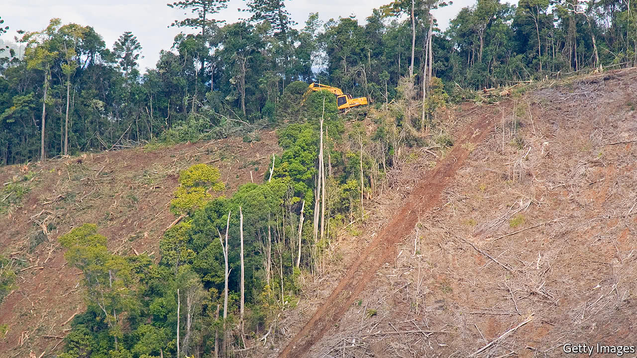 How Can We Reduce Deforestation? - Climate Transform