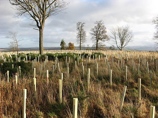 What is Carbon Offset Tree Planting and Its Benefits? - Climate Transform