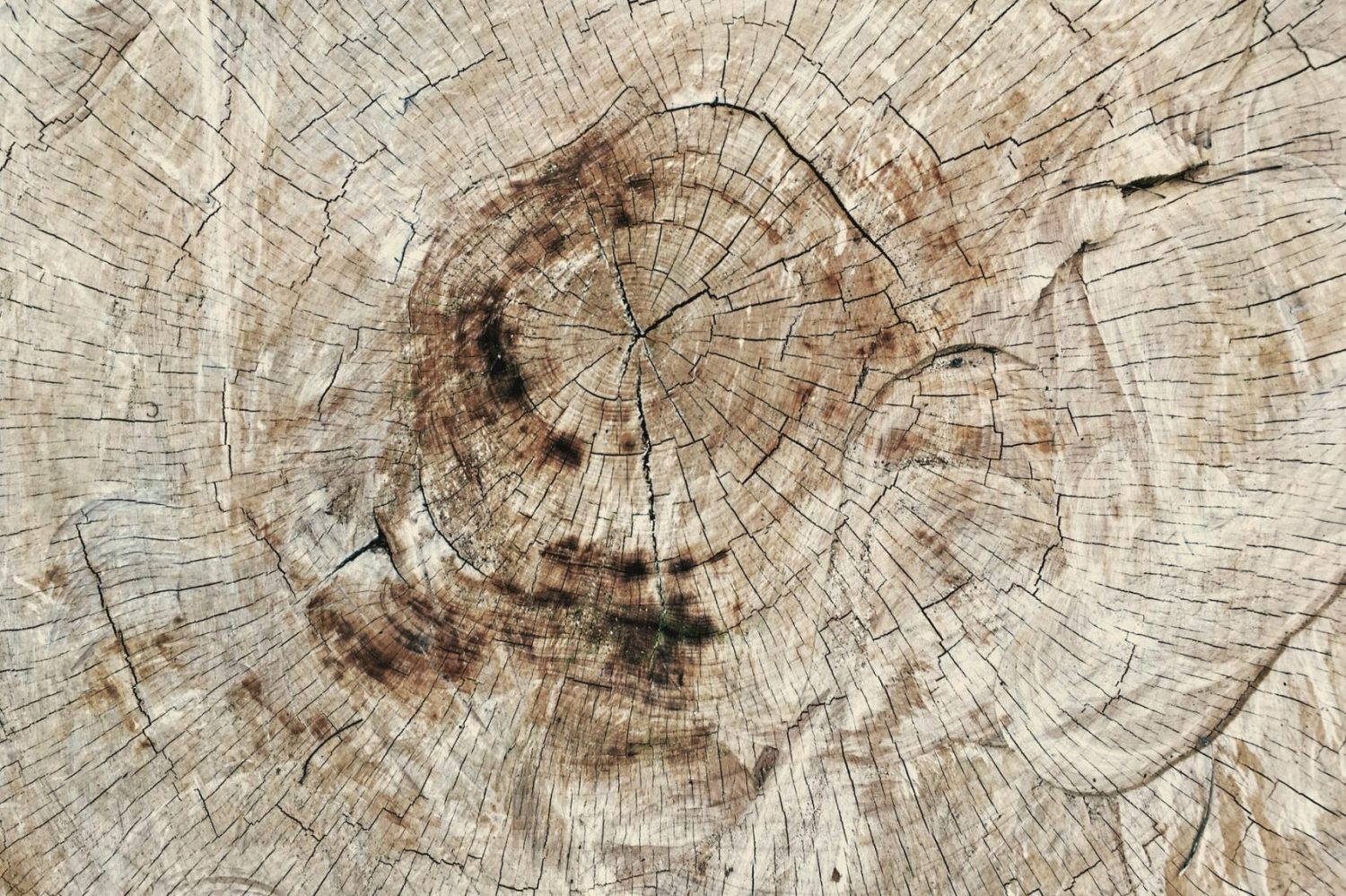 Tree Rings and Climate Change: Predictions and Warnings - Climate Transform