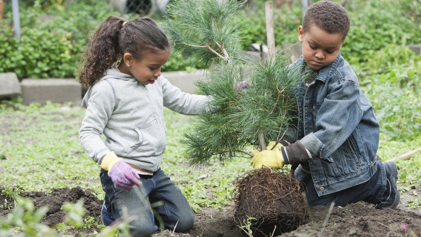 Carbon Offset Tree Planting Calculator: How Many Trees Does It Actually ...